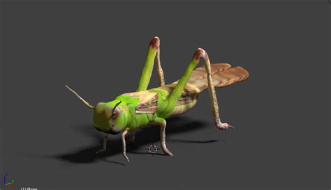 Grasshopper Hopper Grass Model Turbosquid 1302538