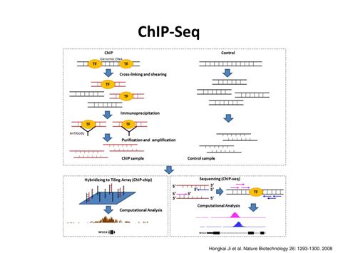 Ppt Special Topics In Genomics Powerpoint Presentation Free Download