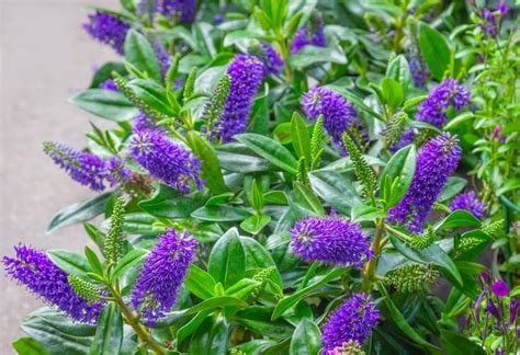 Hebe Matata Kiwi Hebe® 8 Pot Hello Hello Plants