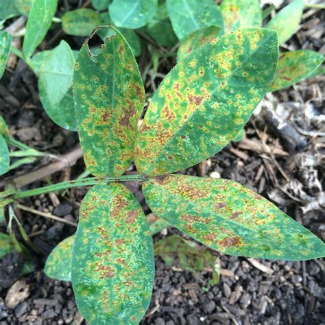 Peanut Groundnut Diseases And Pests Description Uses Propagation