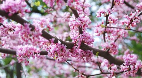 Names Of Pink Flowering Trees