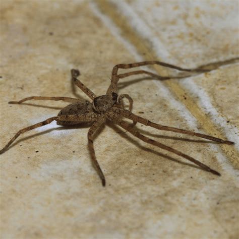 Spring Bugs Are On The Way Alcon Pest Control Services