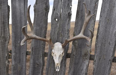 Whitetail Deer Skull Anatomy