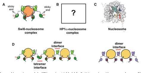 Figure 1 From Biophysical Properties Of Hp1 Mediated Heterochromatin