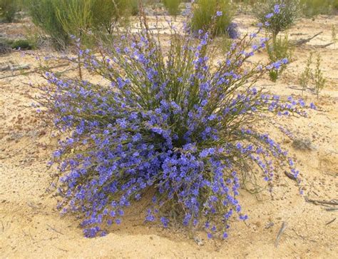 Esperance Wildflowers Pouched Dampiera Dampiera Sacculata