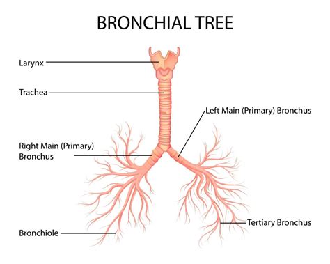 Anatomy Of The Trachea And Bronchial Tree At Austin Clow Blog