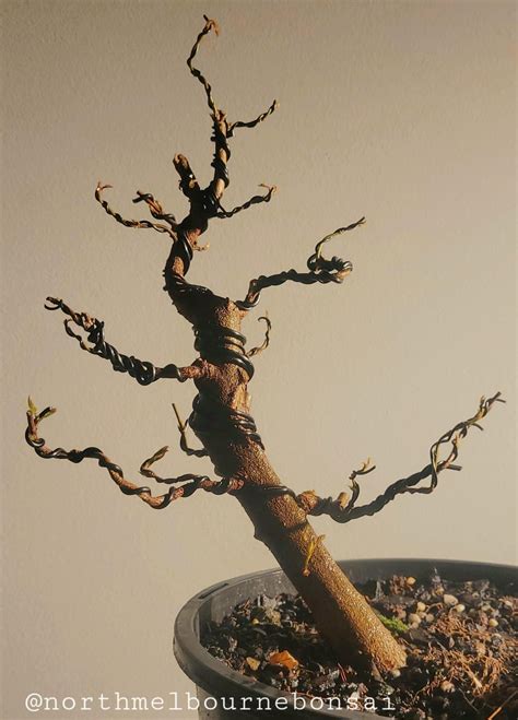 Trident Killer Xp Farm Not Giving Xp Rminecraft