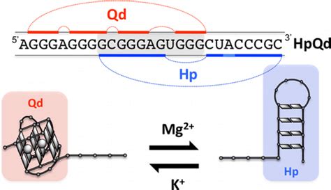 Rna 发夹到 G 四链体构象转变 Journal Of The American Chemical Society X Mol