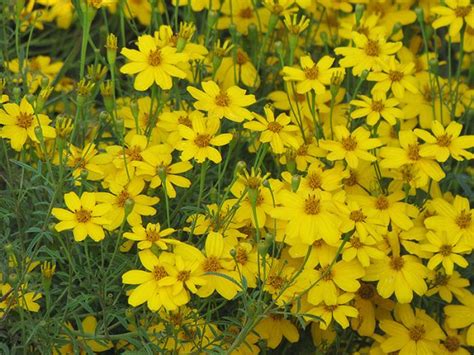 Coreopsis Threadleaf Tickseed Zagreb Gertens Garden Center