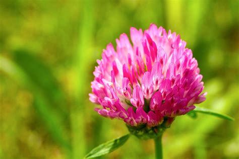 Clover Flower Pink Free Photo On Pixabay
