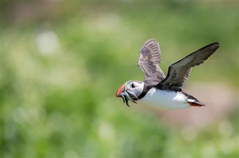 Farne Islands Puffin Population Bounces Back After Impact Of Bird Flu Chronicle Live