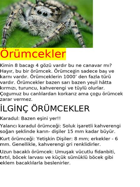 Örümcekler Pdf