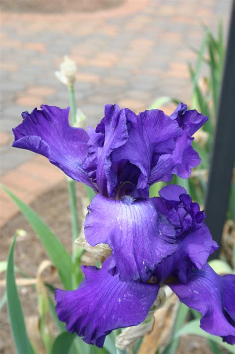 Bearded Iris Dividing Walter Reeves The Georgia Gardener