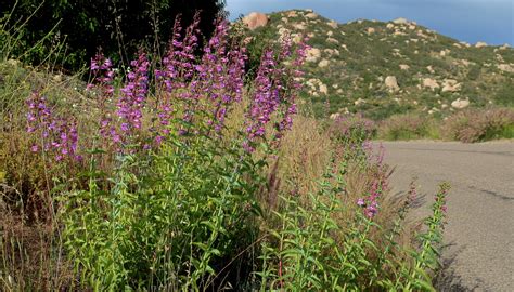 Penstemon Spectabilis Royal Beard Tongue Plantmaster