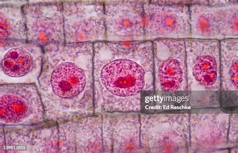 Mitosis Photos And Premium High Res Pictures Getty Images