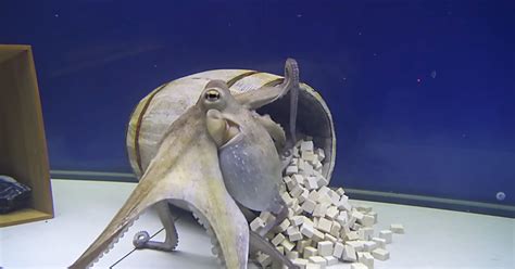 Upset Octopus Gets Even When Scientists Fill His Favorite Barrel With