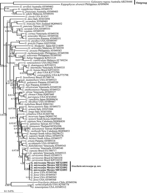 maximum likelihood topology based on the rbcl sequences data bayesian