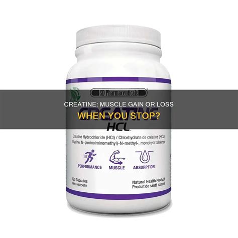 Creatine Muscle Gain Or Loss When You Stop Cyvigor