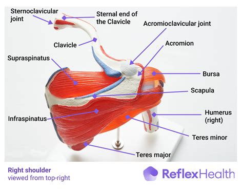 The Shoulder Complex Made Simple From Anatomy To Function Reflex Health