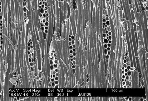 Factsheet S Rays Number Of Cells Wide