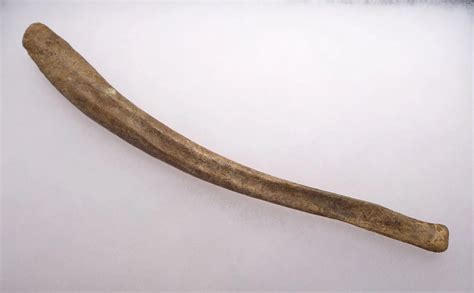Ursus Spelaeus Fossil Cave Bear Fossil Penis Bone Baculum