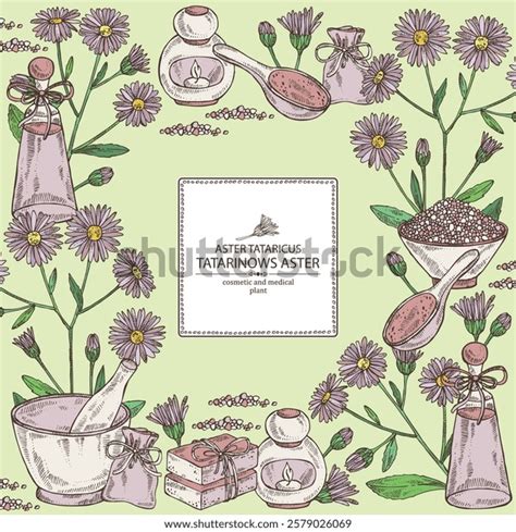 Background Aster Tataricus Aster Tataricus Plant Stock Vector Royalty