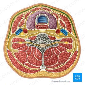 Platysma Muscle Attachments Innervation Function Kenhub