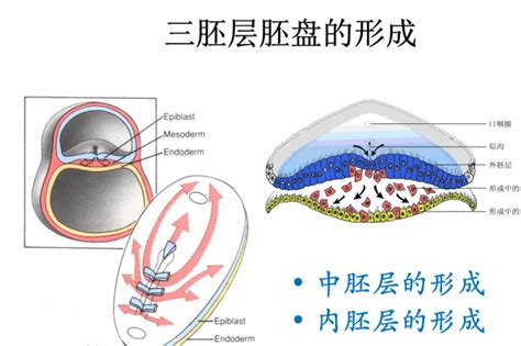 中胚层搜狗百科