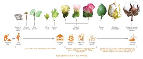 Cotton Fabric Life Cycle At Lillian Hall Blog