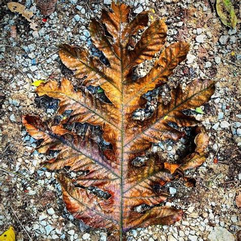 Shahrin Shari Koach • Threads Say More