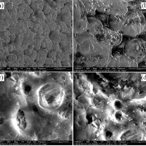 Sem Micrograph Of A The Spherical Surface Of The Hpa Membrane 2000×
