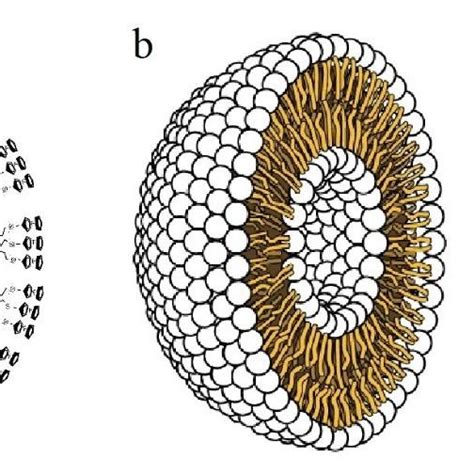 Carbon Based Nanoparticles A Fullerenes B Graphene C Carbon Download Scientific Diagram