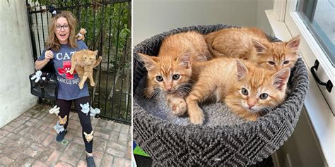 Long Time Rescuer Jenna Fischer Fosters Three Adorable Kittens