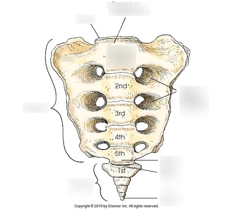 Anterior Aspect Of Sacrum And Coccyx Diagram Quizlet