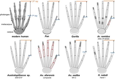 Evolution Of Hands