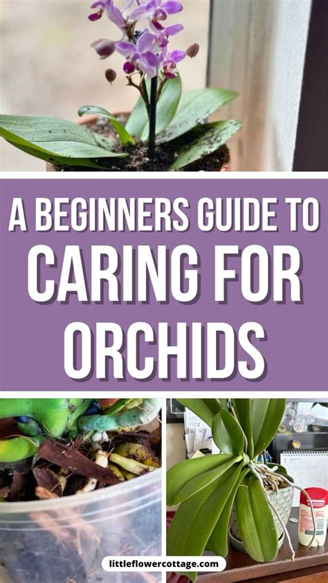 10 Tips To Care For Your Orchids The Right Way Orchid Potting Mix