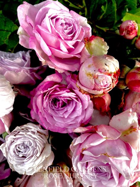 Buy Tangles Kordes Roses Online Penfield Gardens Rose Nursery