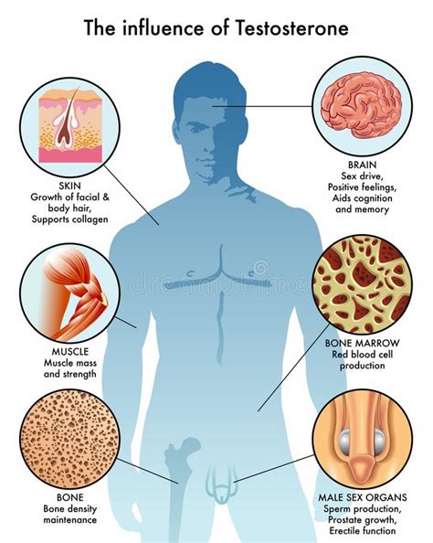 Male Body Functions Chapter 1 Anatomy And Physiology Of The Male