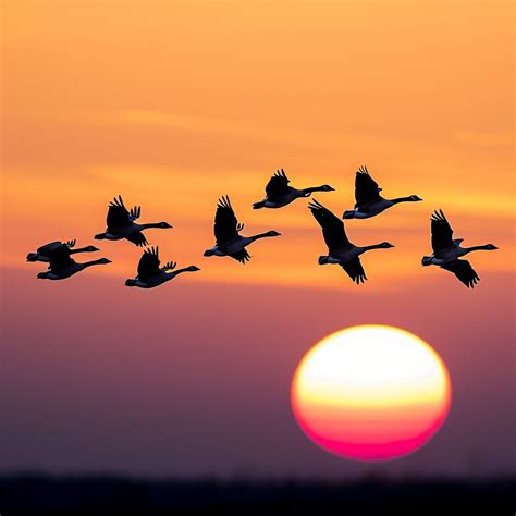 Free Sunset Birds Silhouette Image Sunset Birds Silhouette