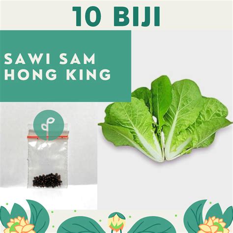 Jual Benih Biji Sawi Sam Hong King 50 Biji Hibrida Unggul F1 Premium Cocok Untuk Pekarangan