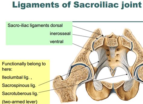 Interosseous Ligament Sacrum