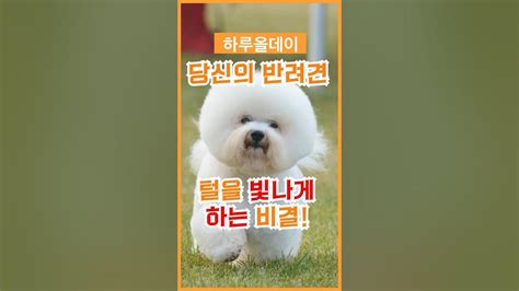 강아지 털 피부 관리 비법 공개shorts 강아지 강아지피부 Youtube