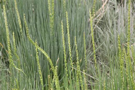 Triglochin Concinna Slender Arrowgrass Humboldt Life Lost Coast