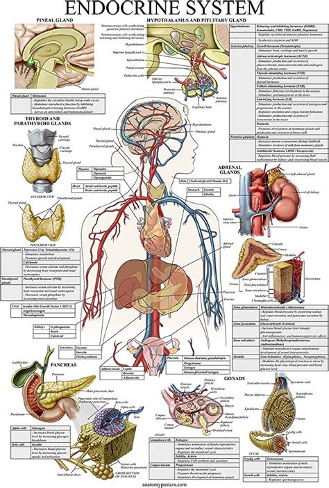 Laminated Endocrine System Anatomical Chart Endocrine Anatomy Poster