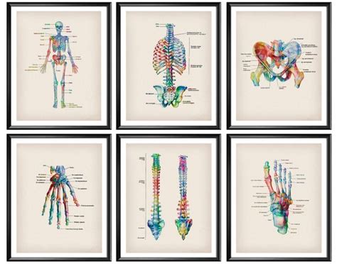 Anatomía Humana Osteología