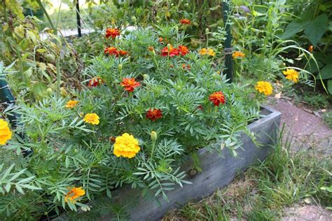 Marigold Small House Farm