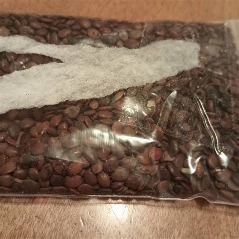 Western Redbud Tree Seeds Cercis Occidentalis California Redbud New