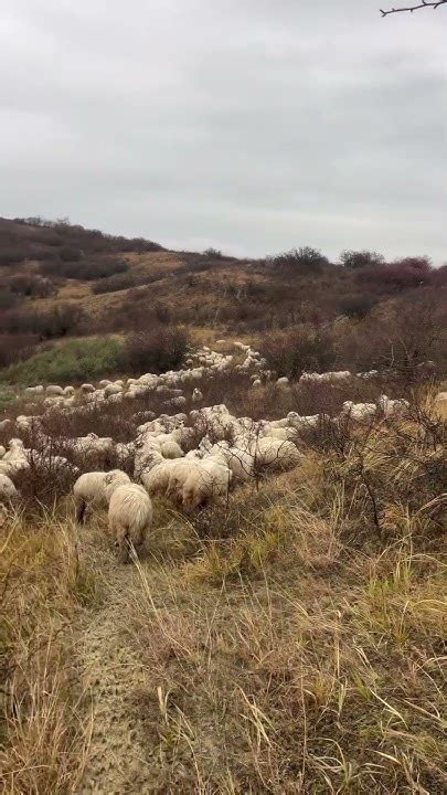 Oile Lui Florin Cârnu Lechinta Bistrița Nasaud Youtube