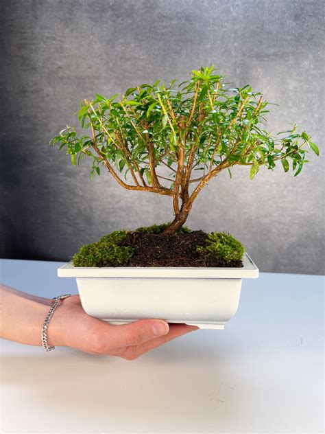 בונסאי הדס קטן עלים מלבן צמחמד