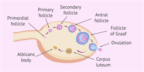 Medicine Obgyn Menstrual Physiology And Pubertal Development